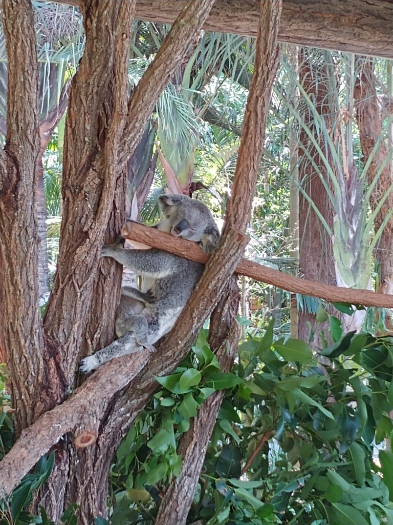 Donate to Help Australia – and I’ll Send You an Aussie Postcard – Georneys